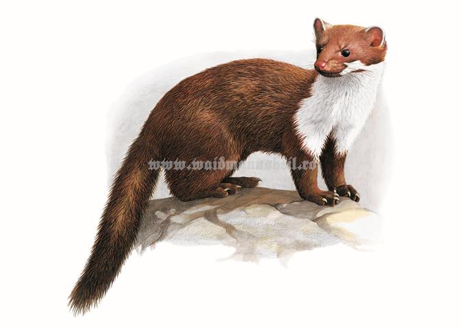 Dihorul comun Hermelina Jderul Nevastuica