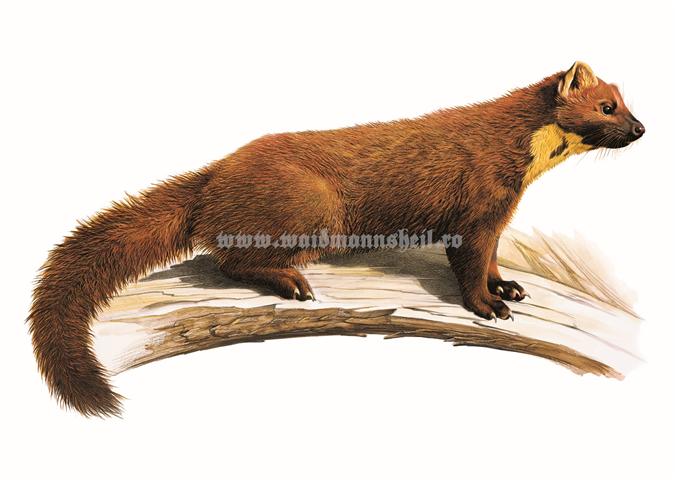 Dihorul comun Hermelina Jderul Nevastuica