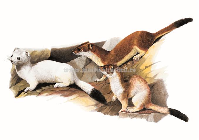 Dihorul comun Hermelina Jderul Nevastuica